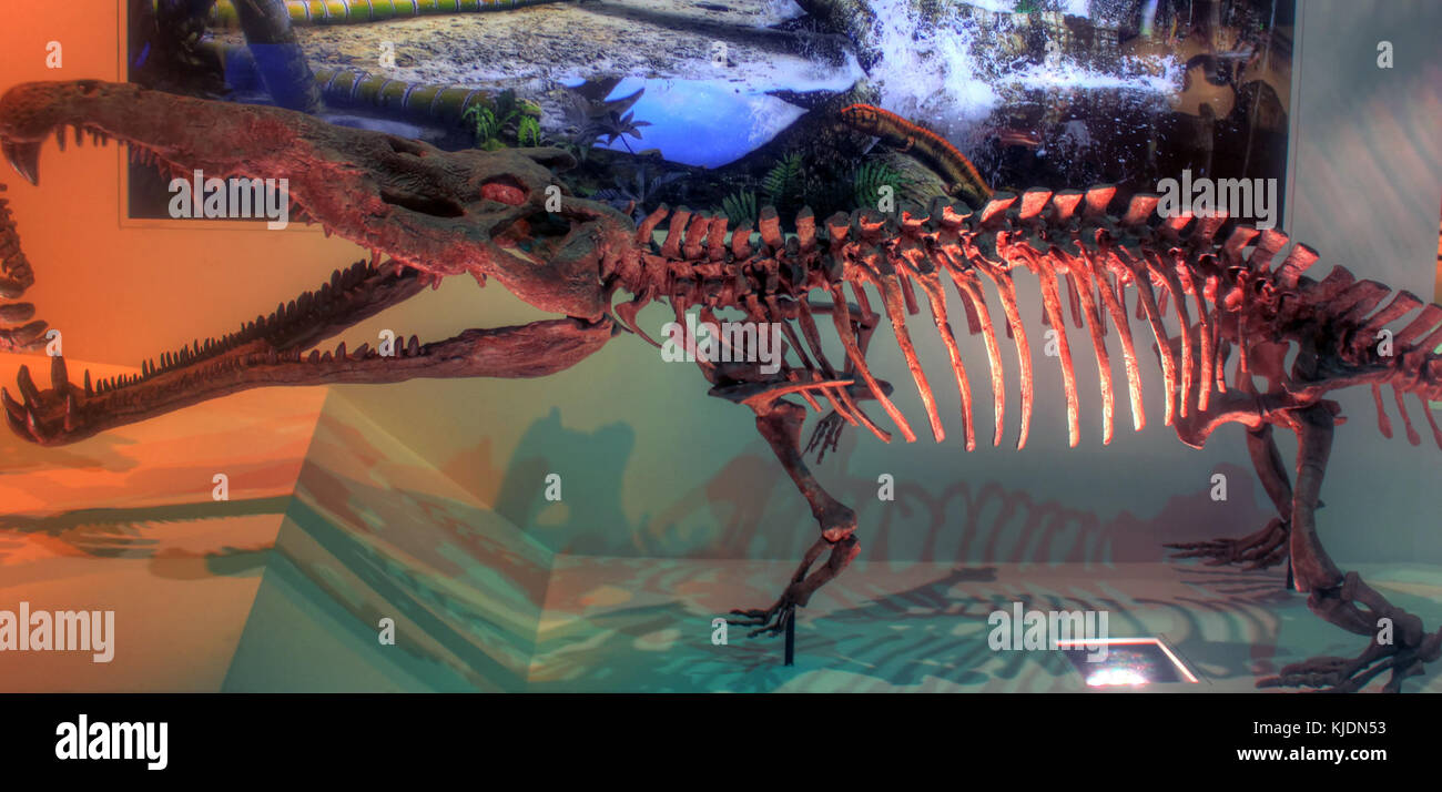 Smilosuchus hi-res stock photography and images - Alamy