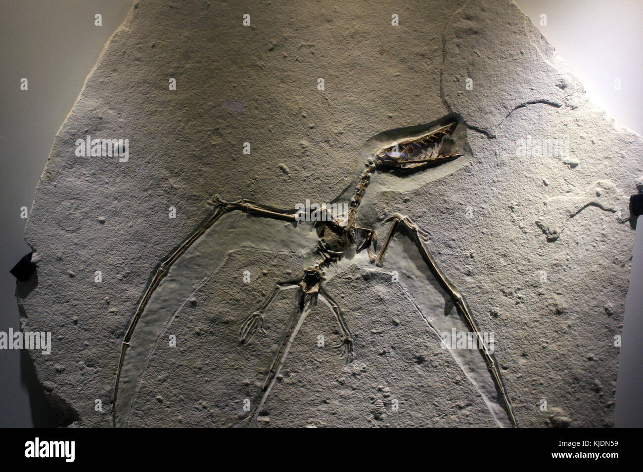 Rhamphorhynchus hi-res stock photography and images - Alamy