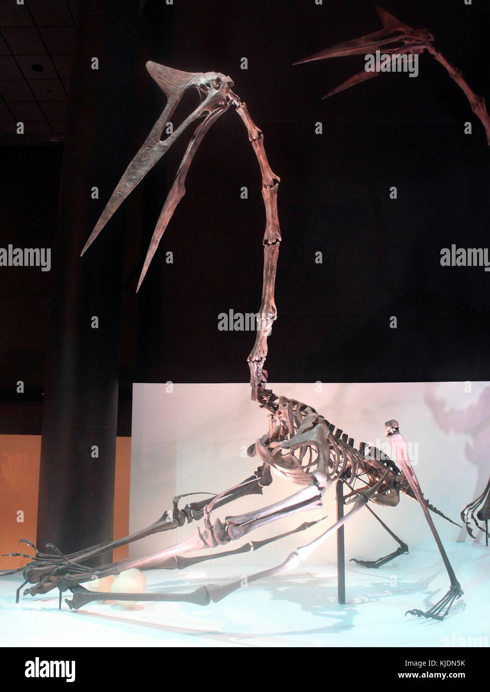 Quetzalcoatlus fossil hi-res stock photography and images - Alamy