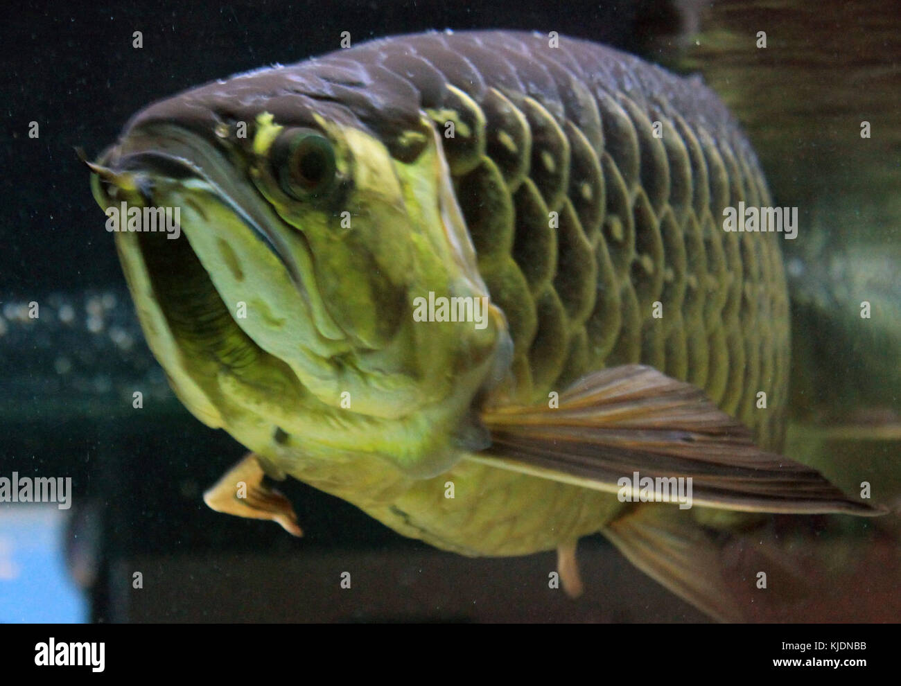 Asian arowana hi-res stock photography and images - Alamy