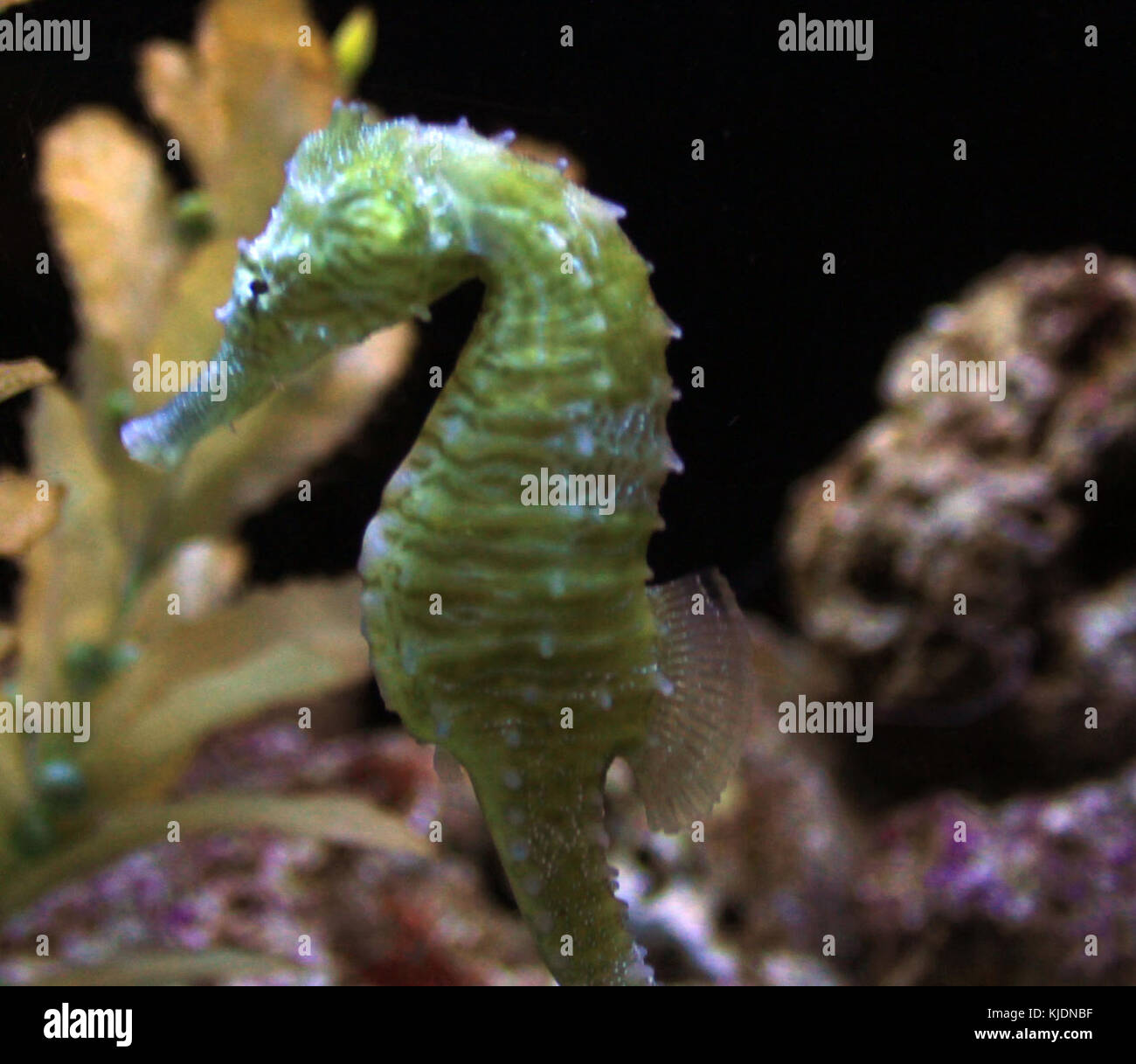 Seahorse anatomy hi-res stock photography and images - Alamy