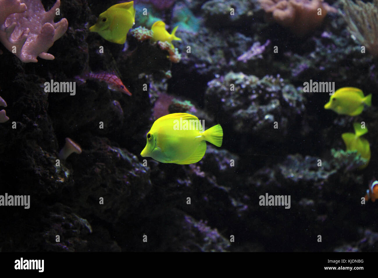 Genetic variation fish hi-res stock photography and images - Alamy