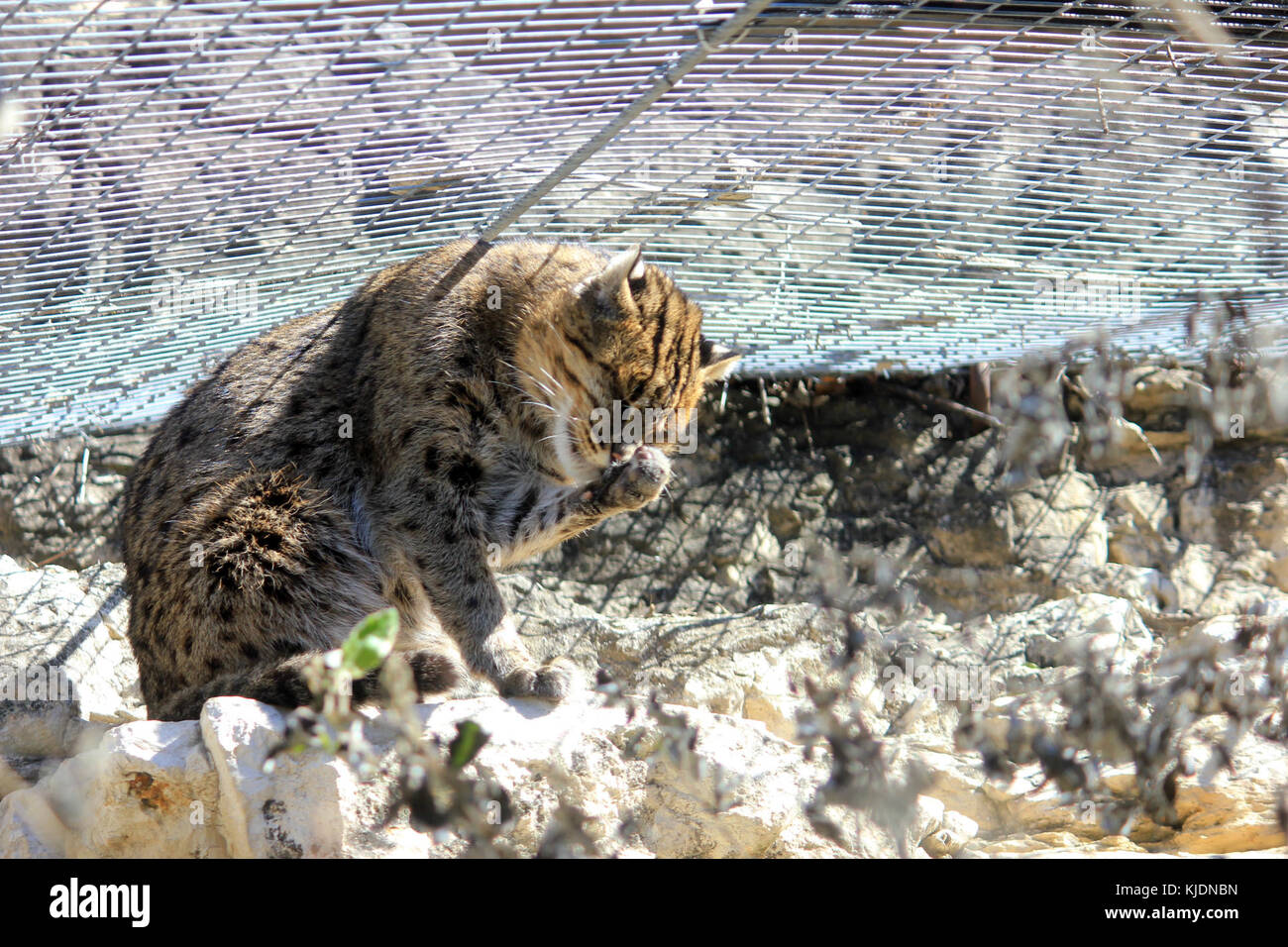 Asian cat, history hi-res stock photography and images - Alamy