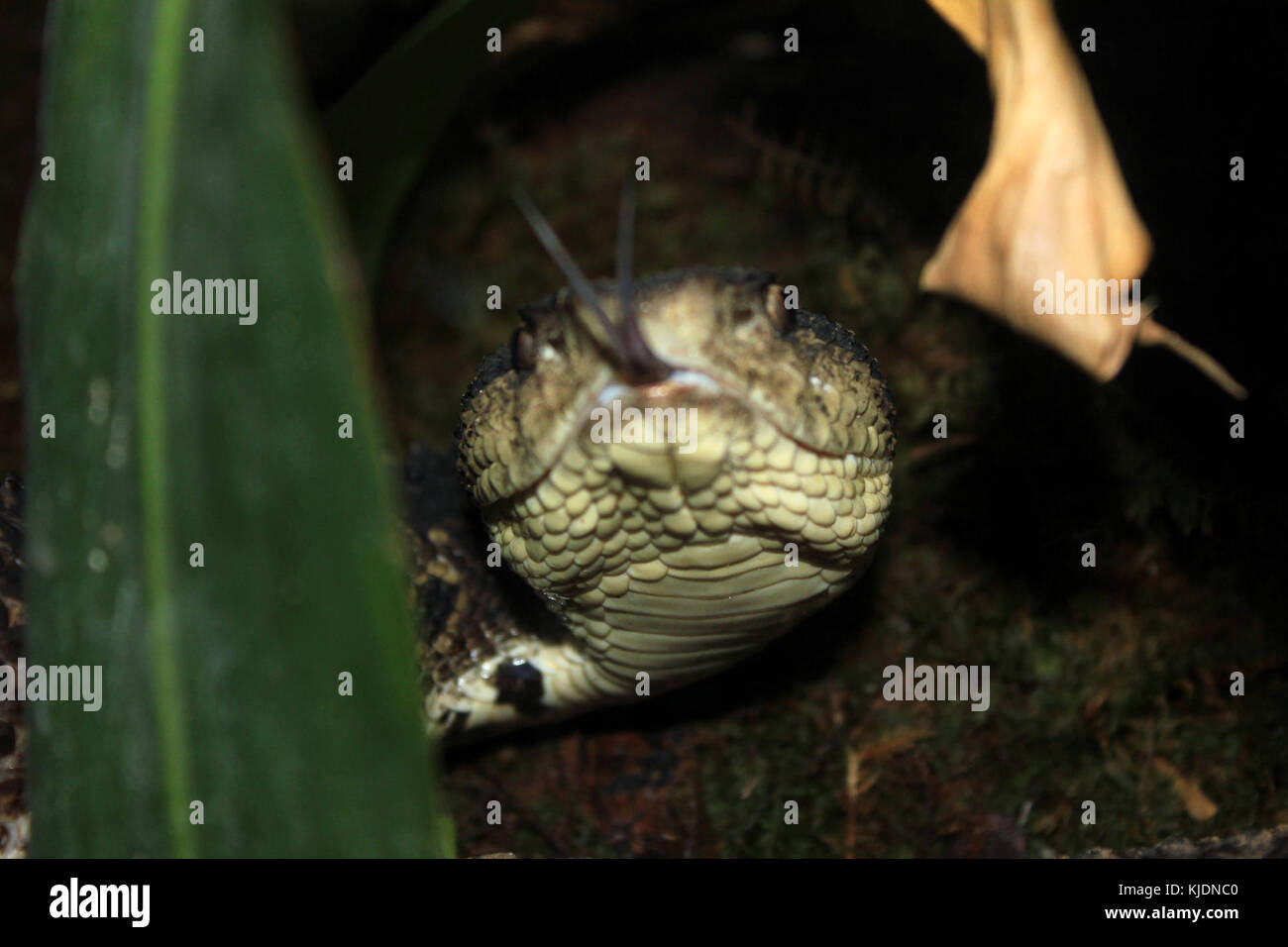 Jumping viper hi-res stock photography and images - Alamy