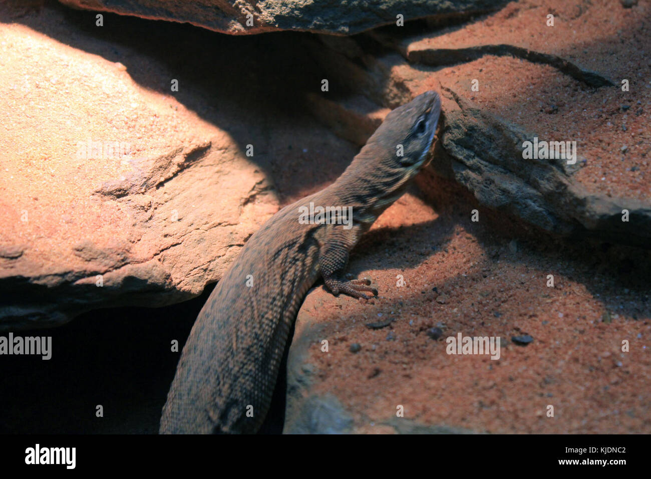 Monitor species hi-res stock photography and images - Alamy