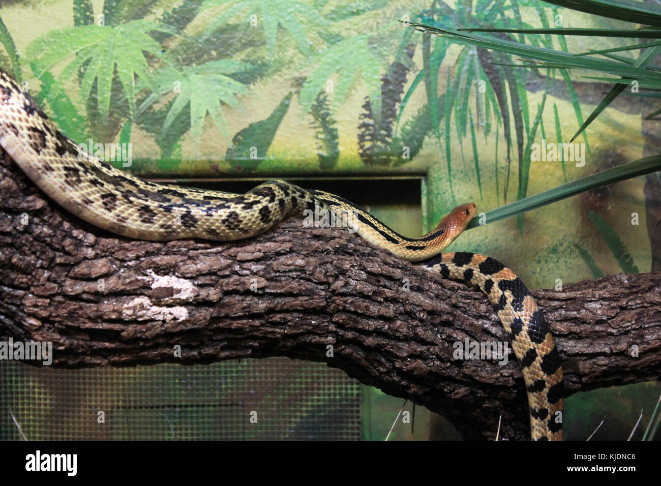 A photograph of Mexican Lined Pine Snakes (Pituophis lineaticollis), a ...