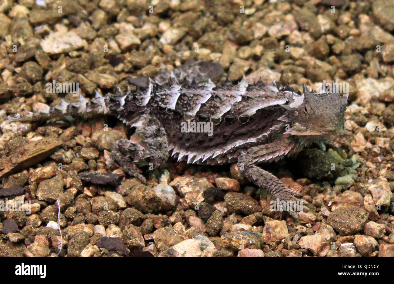 Gfp mexican west coast giant horned lizard (crop 1 Stock Photo - Alamy