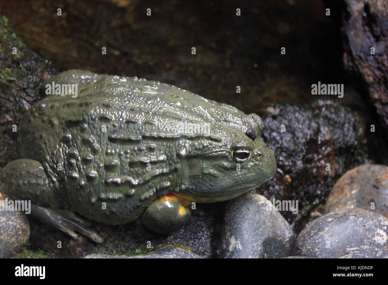 Gfp frog of death Stock Photo - Alamy