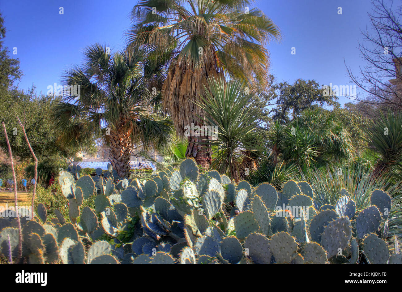 San antonio plants hi-res stock photography and images - Alamy