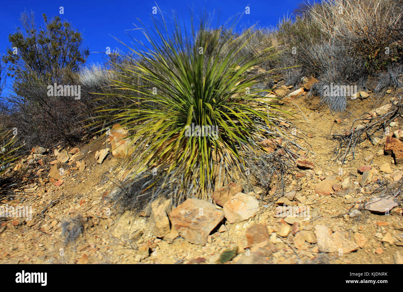 A photograph from Big Bend National Park in Texas, showcasing a spiky ...