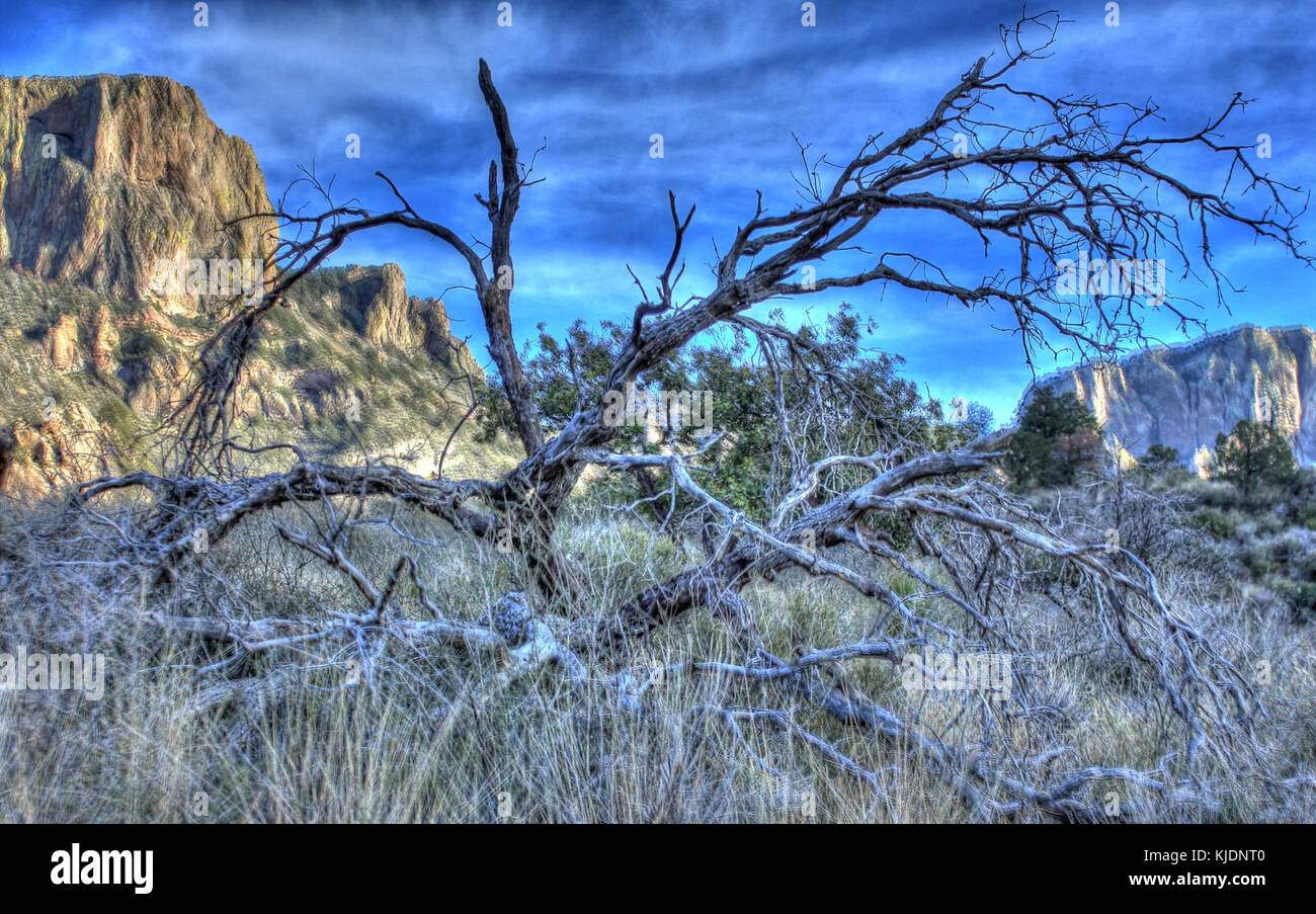 Gfp texas big bend national park tree trunk and sky Stock Photo - Alamy