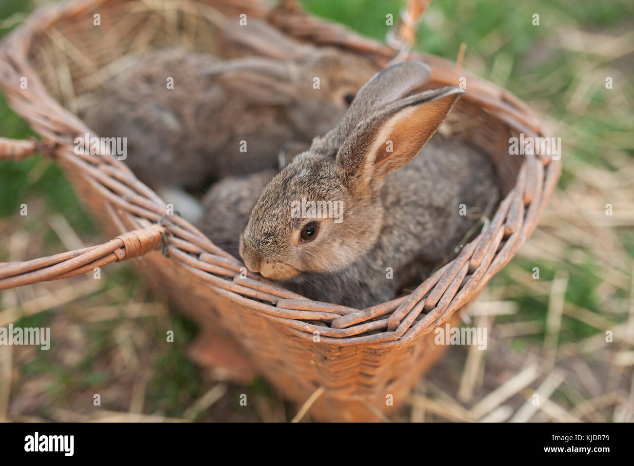 Close up of rabbits in basket Stock Photo - Alamy