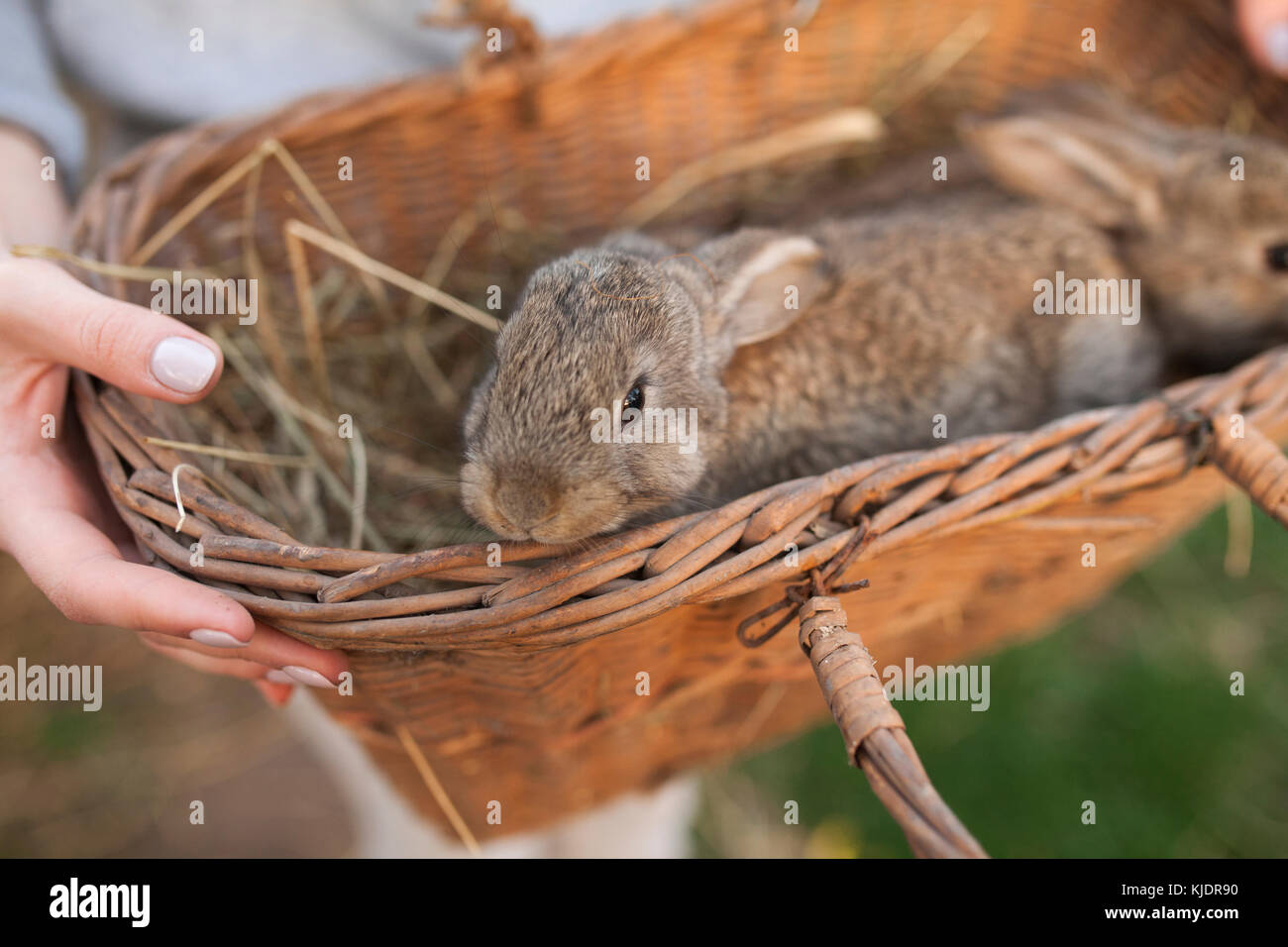Close up of woman carrying rabbits in basket Stock Photo - Alamy