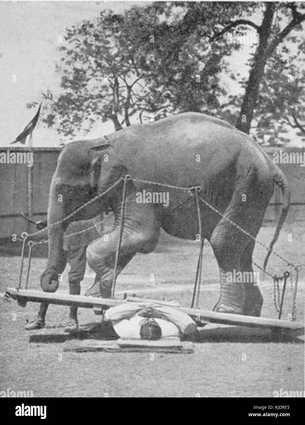 Bhabendra Mohan Saha with elephant on chest Stock Photo - Alamy