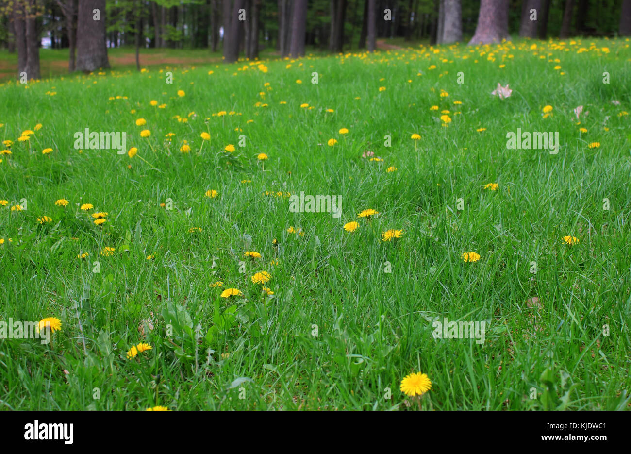 Gfp wisconsin council grounds state park grass field with sunflowers ...