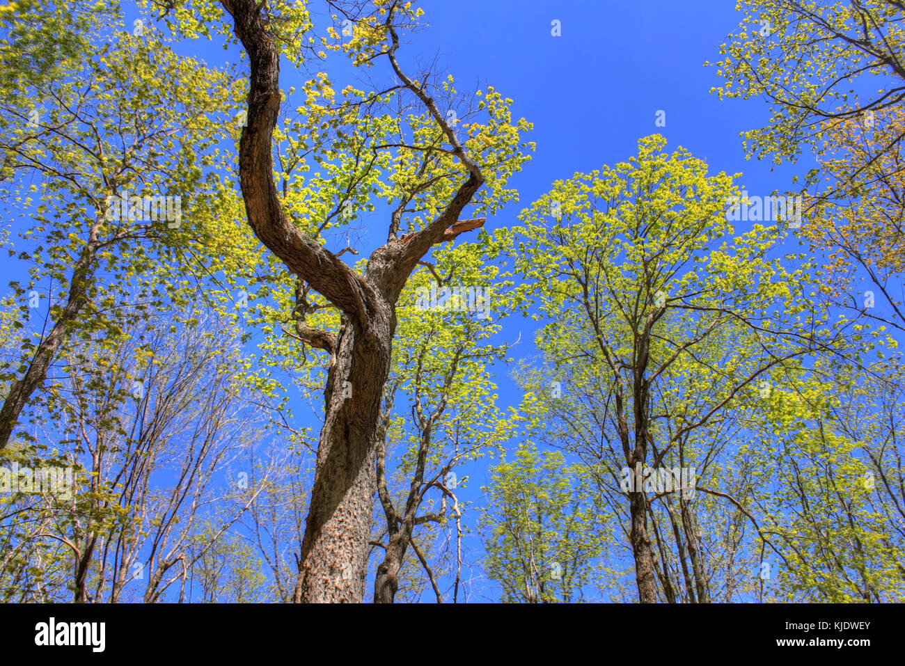 Gfp michigan porcupine mountains state park looking up at trees Stock ...