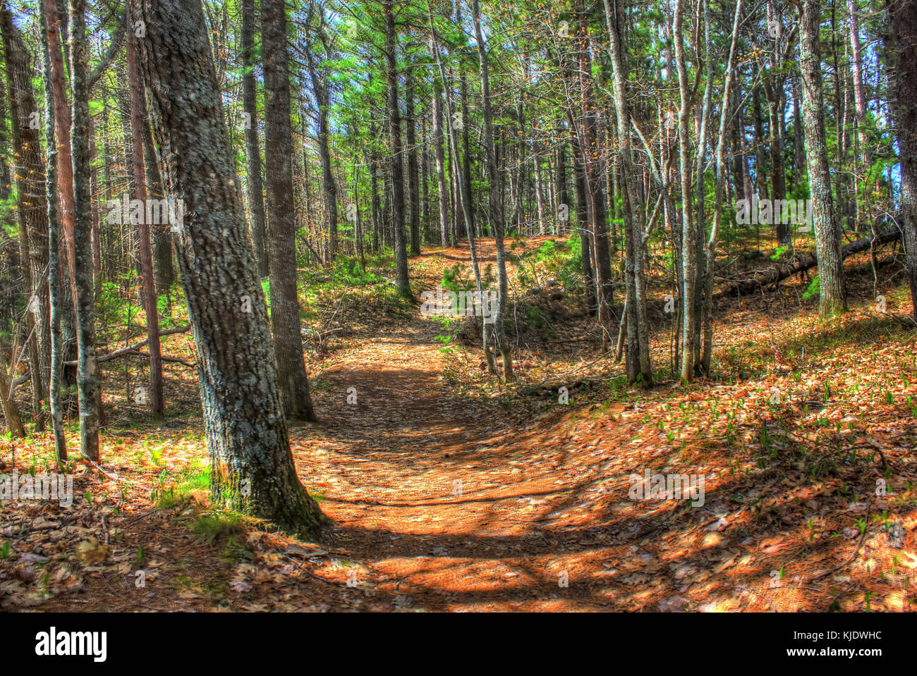 Gfp michigan mclain state park the forest path Stock Photo - Alamy