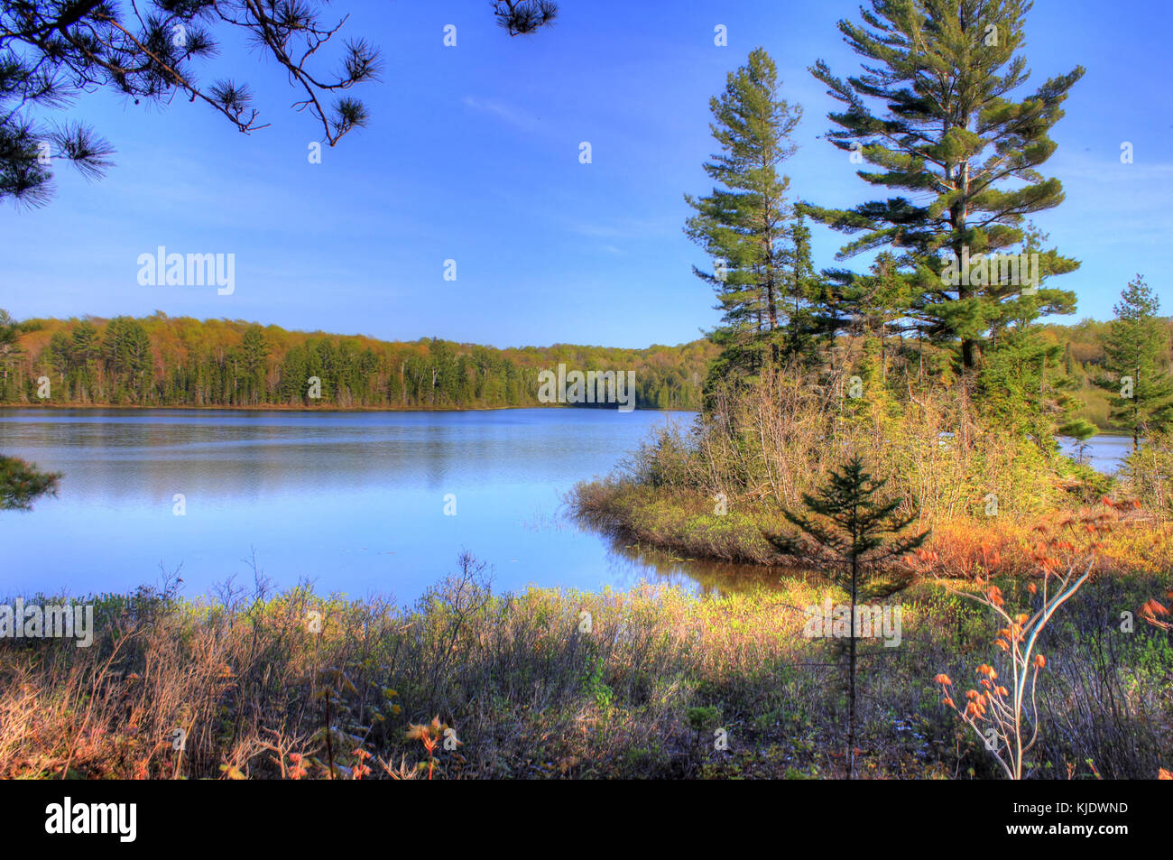 Michigan beaver hi-res stock photography and images - Alamy