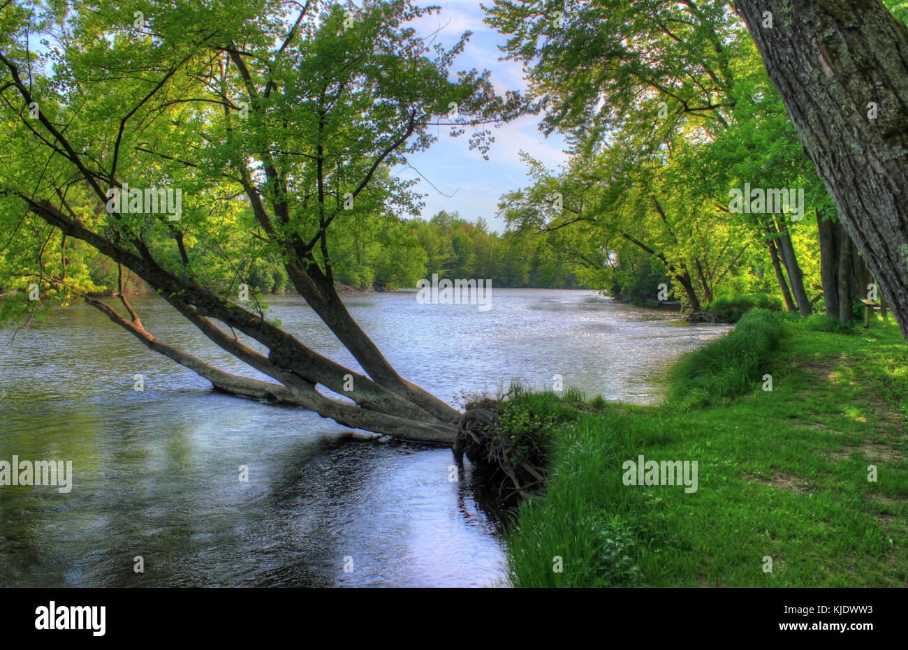 Gfp wisconsin copper culture state park tree in the river Stock Photo ...