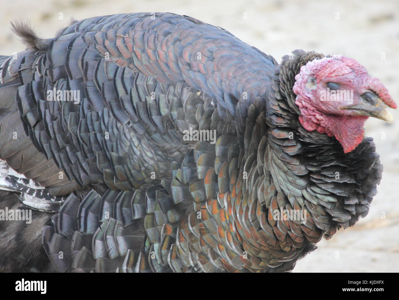 Poultry farming turkey breeds hi-res stock photography and images - Alamy
