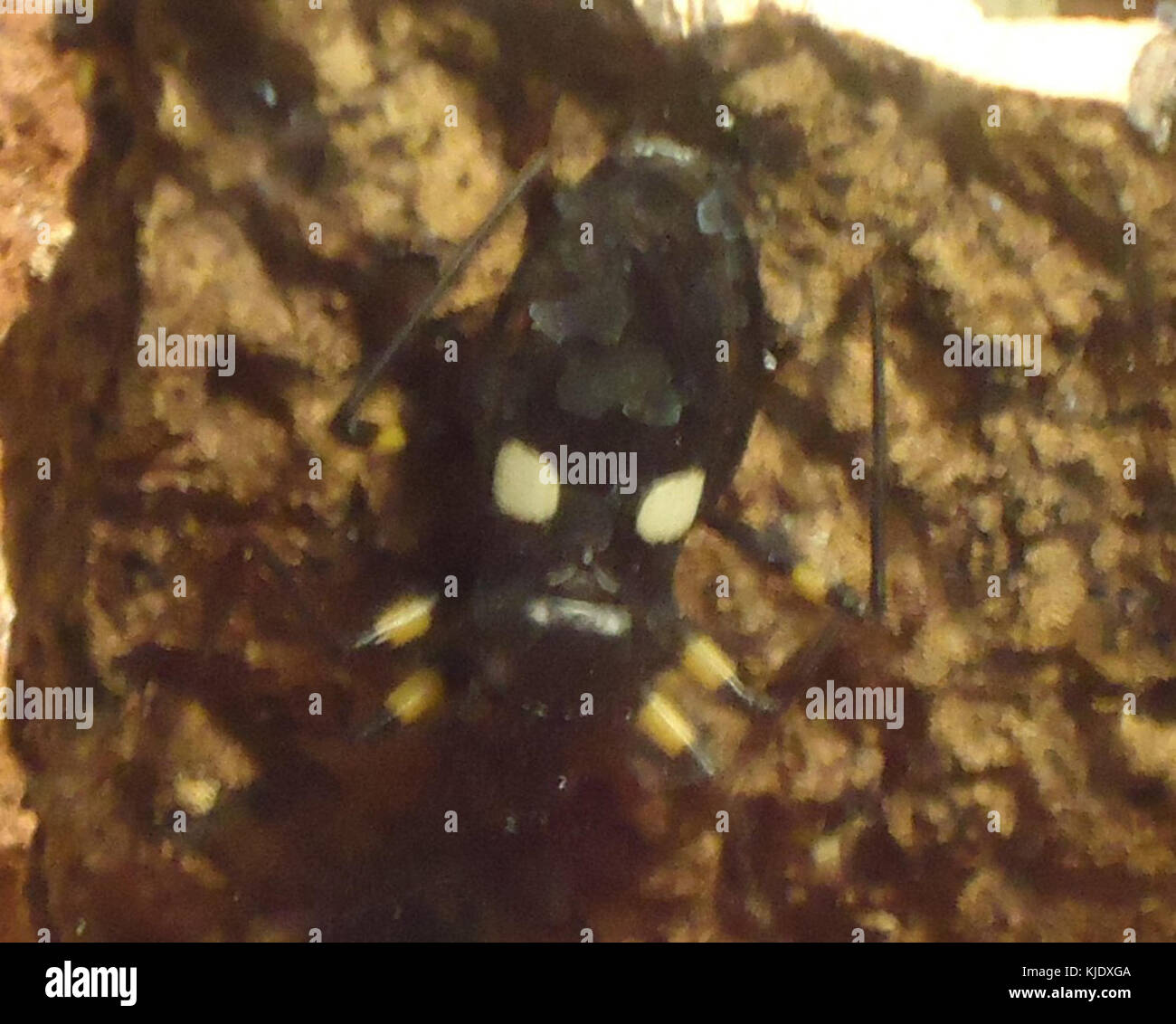 Gfp assassin bug Stock Photo - Alamy