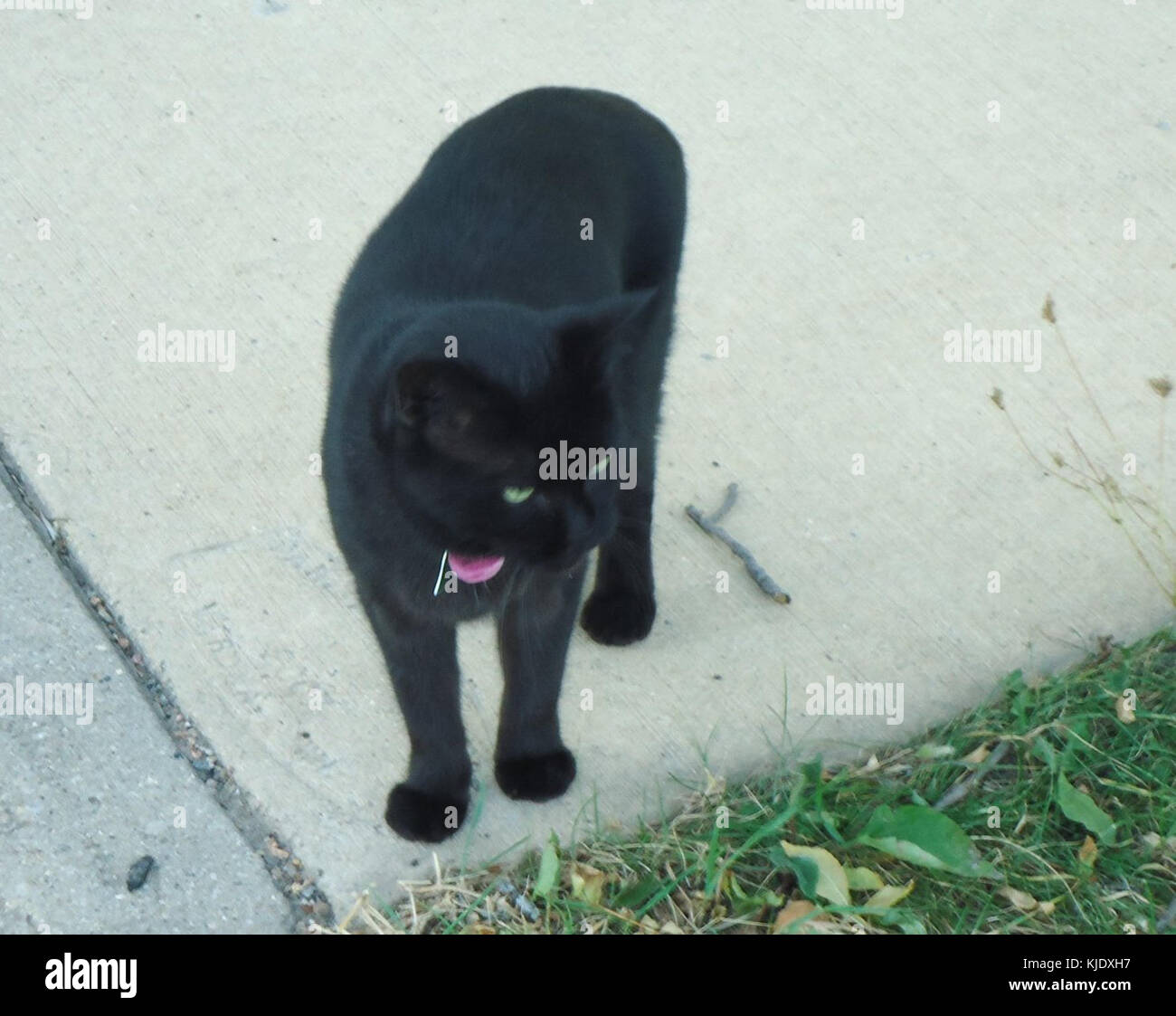 Gfp black cat Stock Photo - Alamy