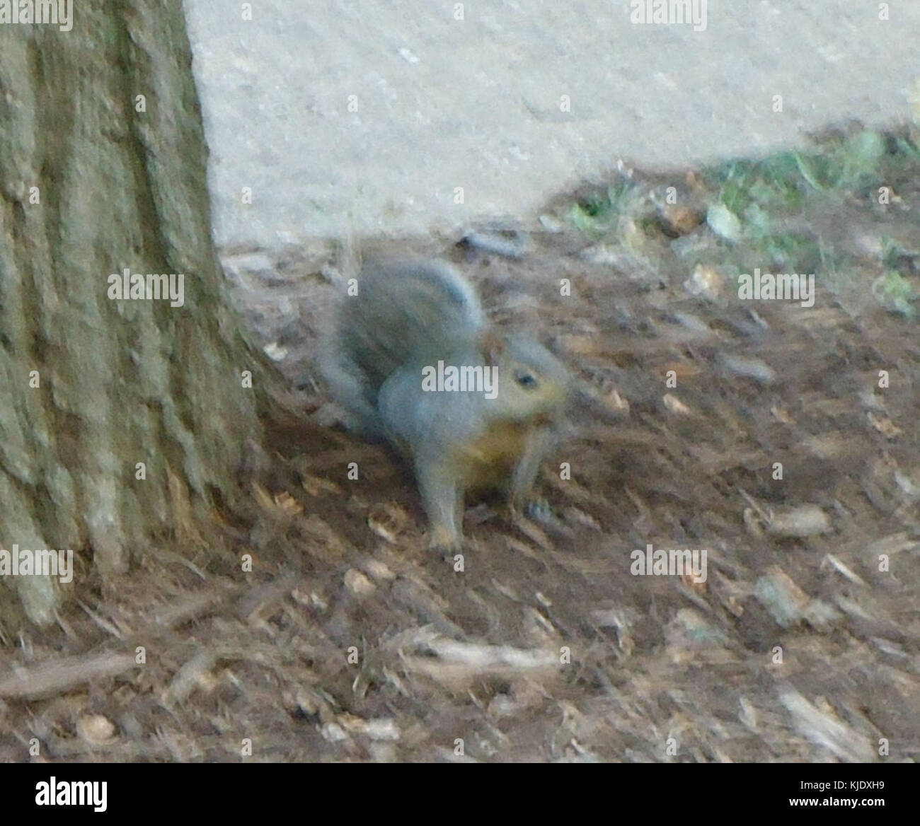 Gfp squirrel 4 Stock Photo - Alamy