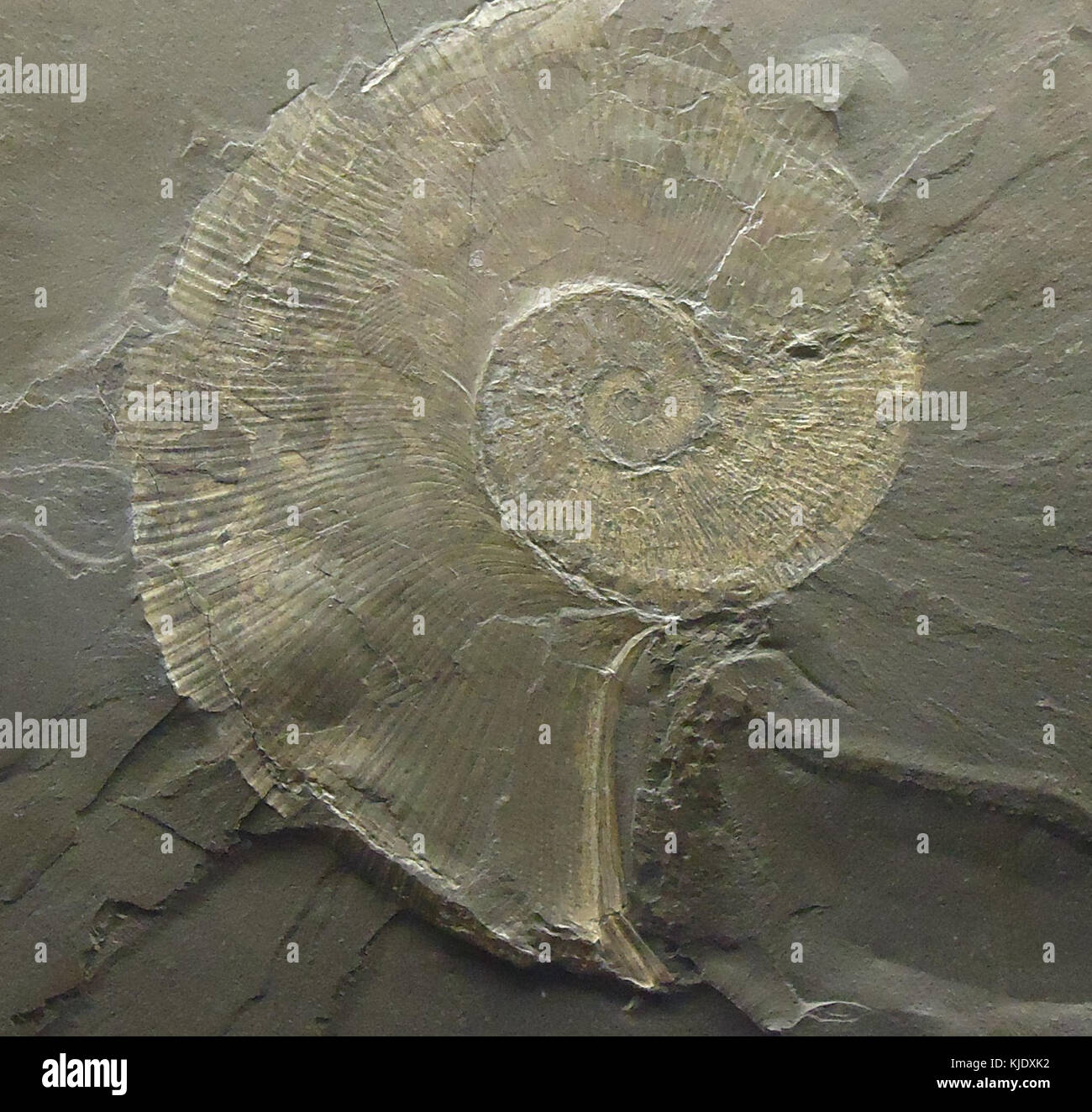 Ammonite species fossil fossils hi-res stock photography and images - Alamy