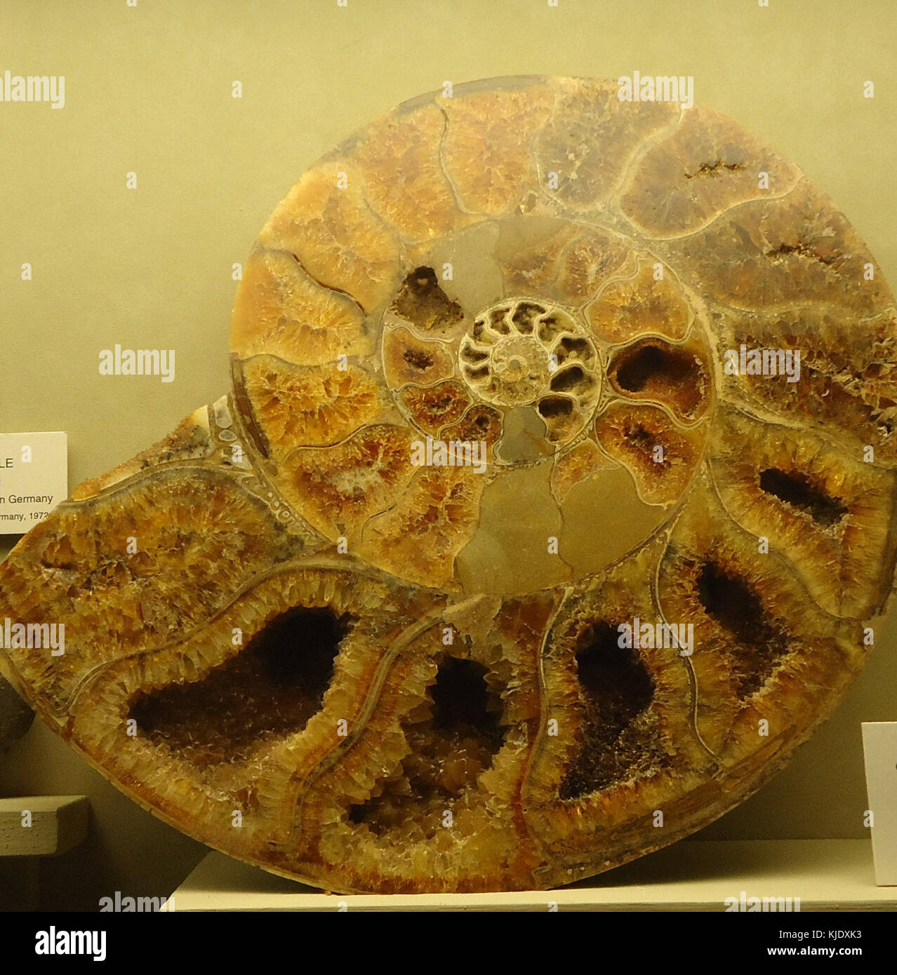 Gfp ammonite shell Stock Photo - Alamy