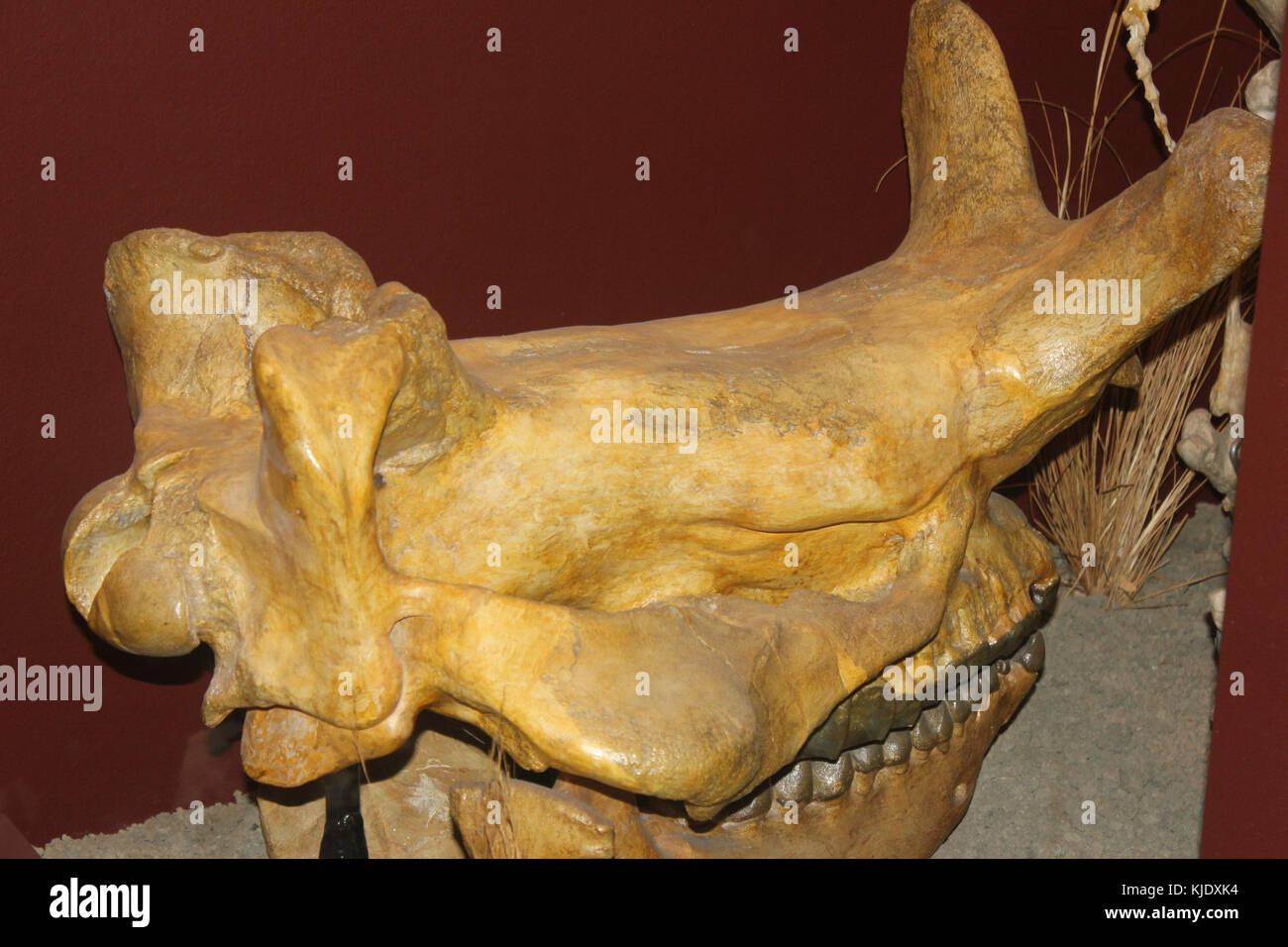 Brontops hi-res stock photography and images - Alamy