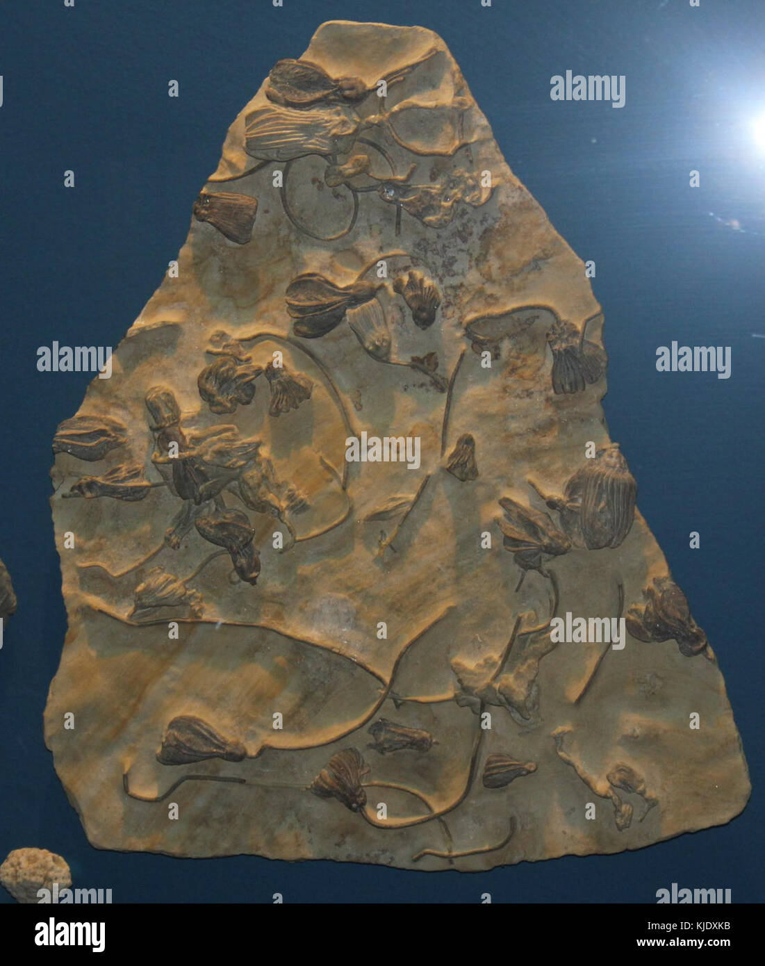 Gfp early paleozoic fossils Stock Photo - Alamy Gfp early paleozoic fossils Stock Photo - Alamy