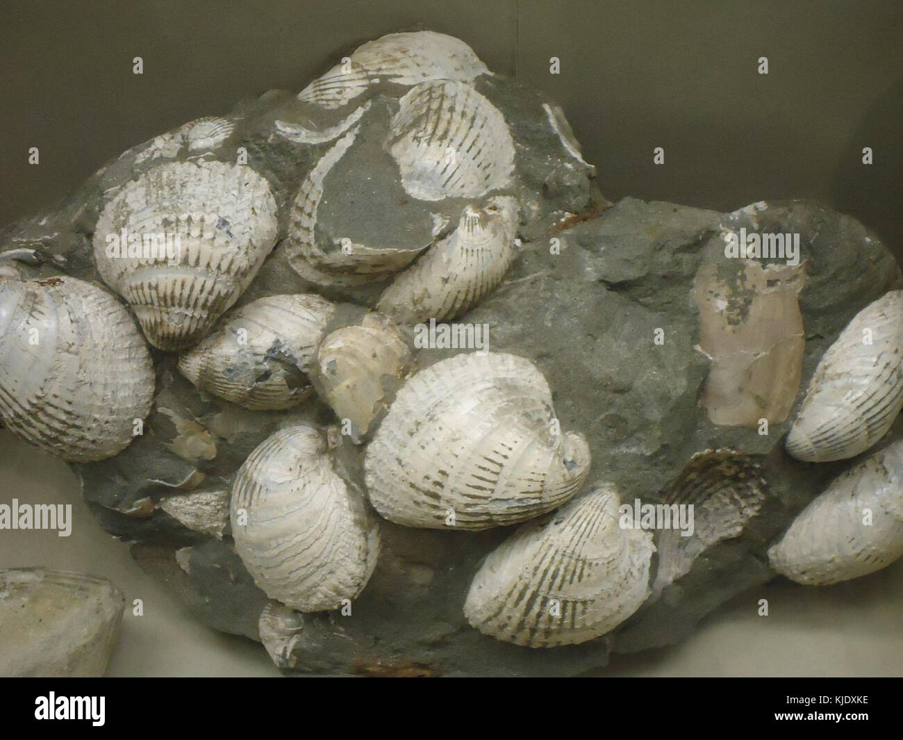 Fossilized clams hi-res stock photography and images - Alamy