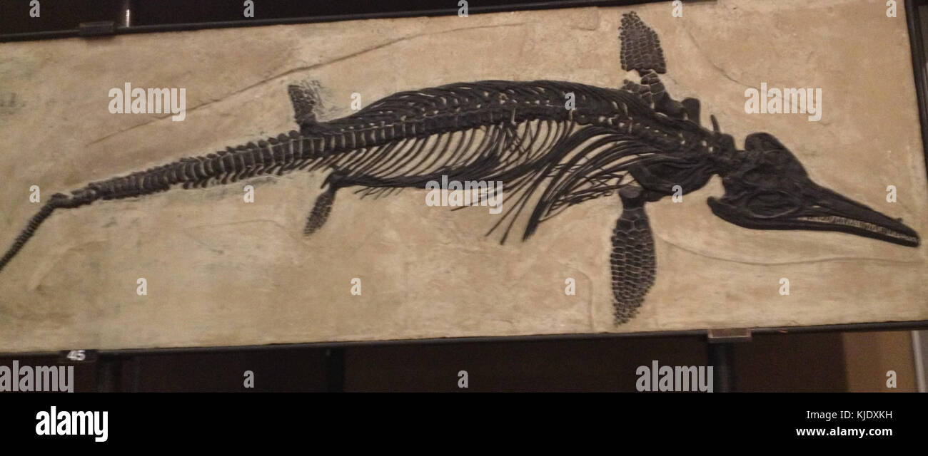 Ichthyosaurs hi-res stock photography and images - Alamy