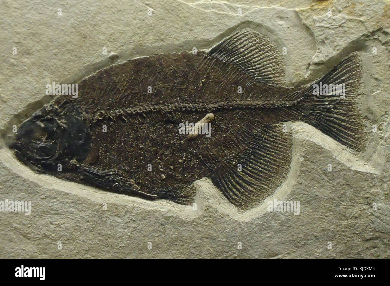 Phareodus sp hi-res stock photography and images - Alamy
