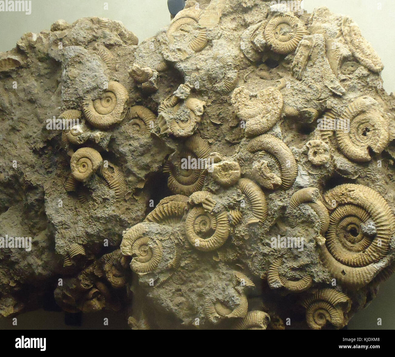Several ammonite fossils hi-res stock photography and images - Alamy
