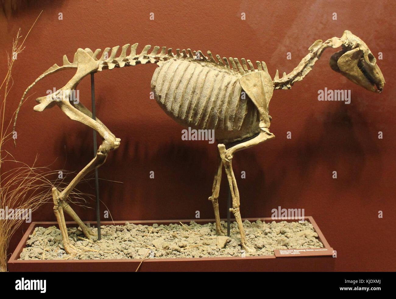 Unique three toed foot structure hi-res stock photography and images ...