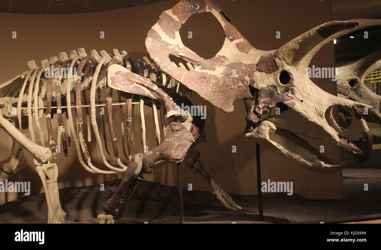 Dinosaur skeleton in museum hi-res stock photography and images - Alamy