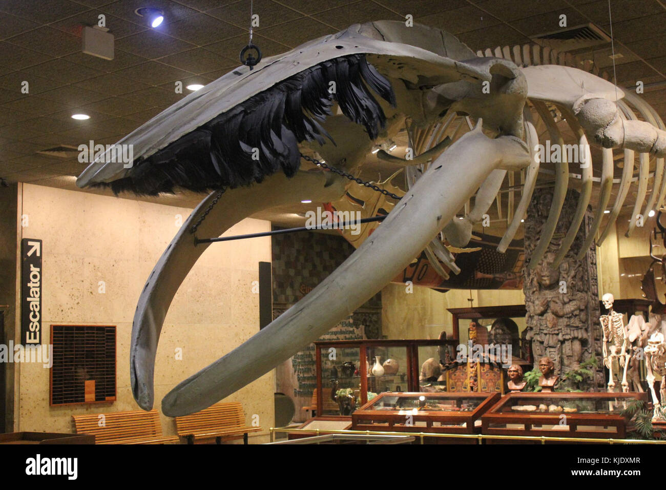 Whale skeleton illustration hi-res stock photography and images - Alamy