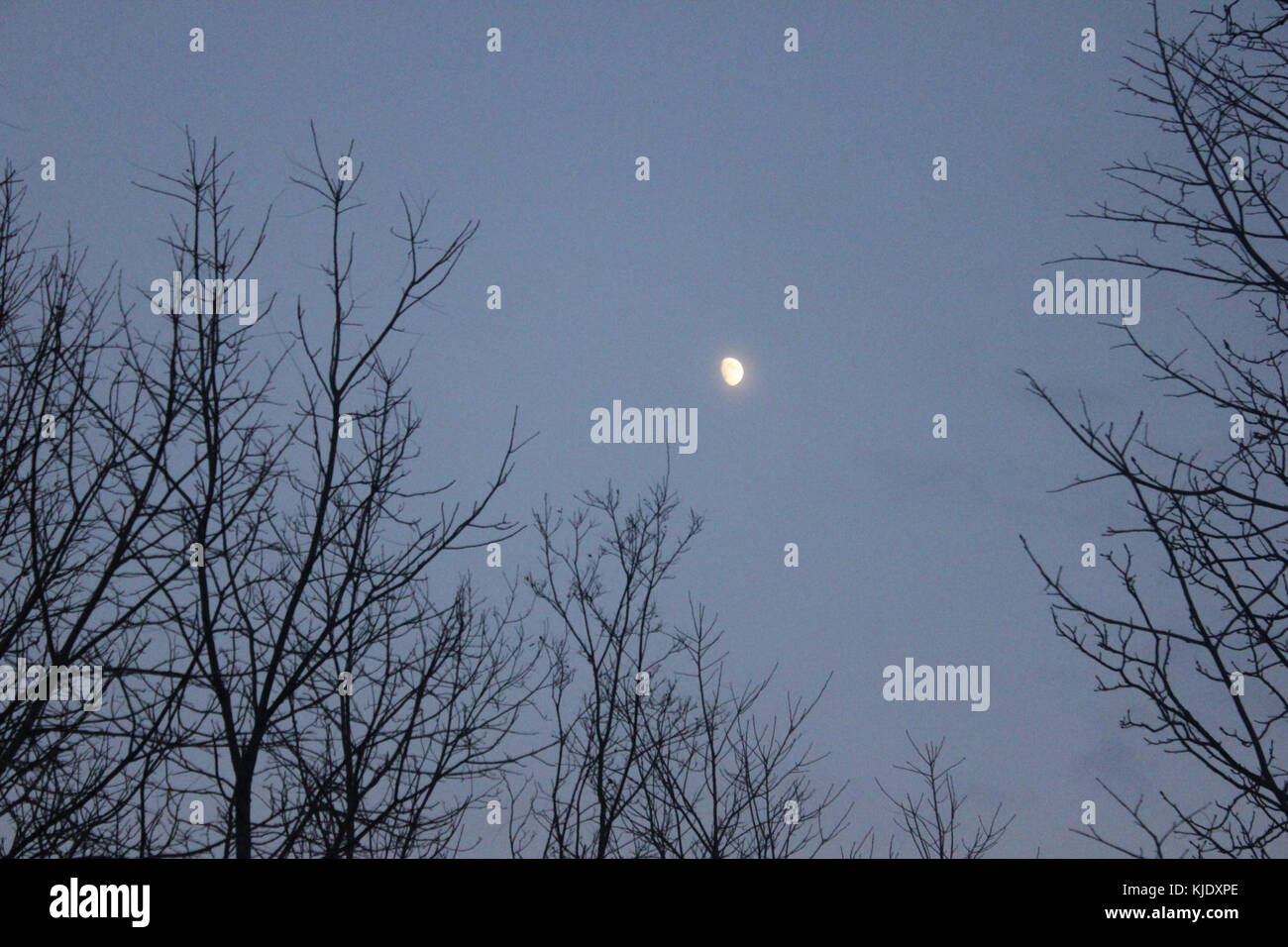 Gfp wisconsin blue mound state park moon between trees Stock Photo - Alamy