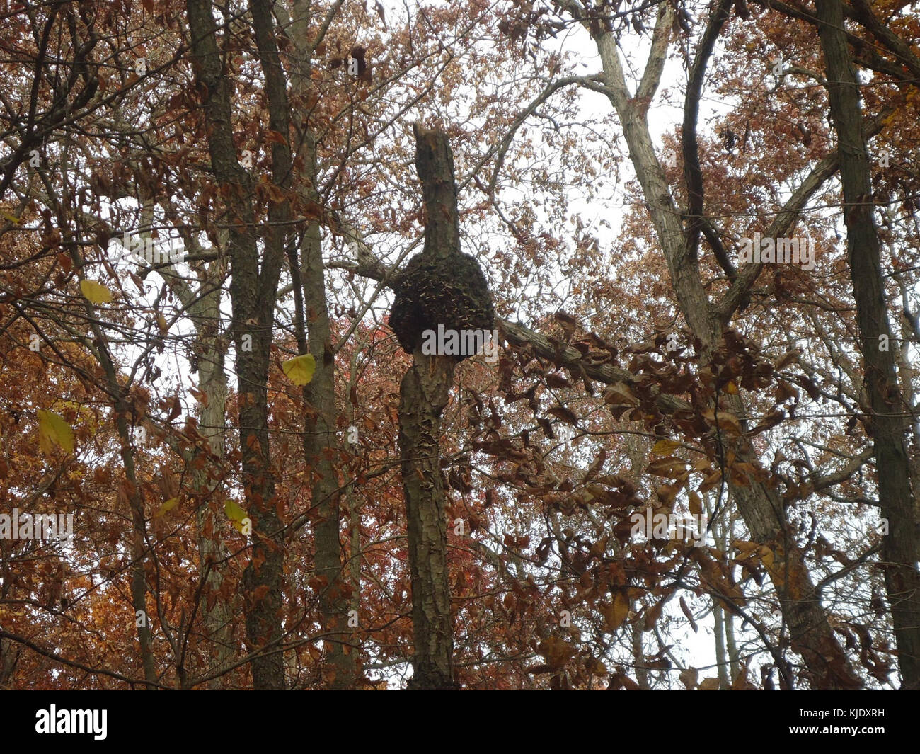 Gfp wisconsin governor dodge state park hornets nest Stock Photo - Alamy