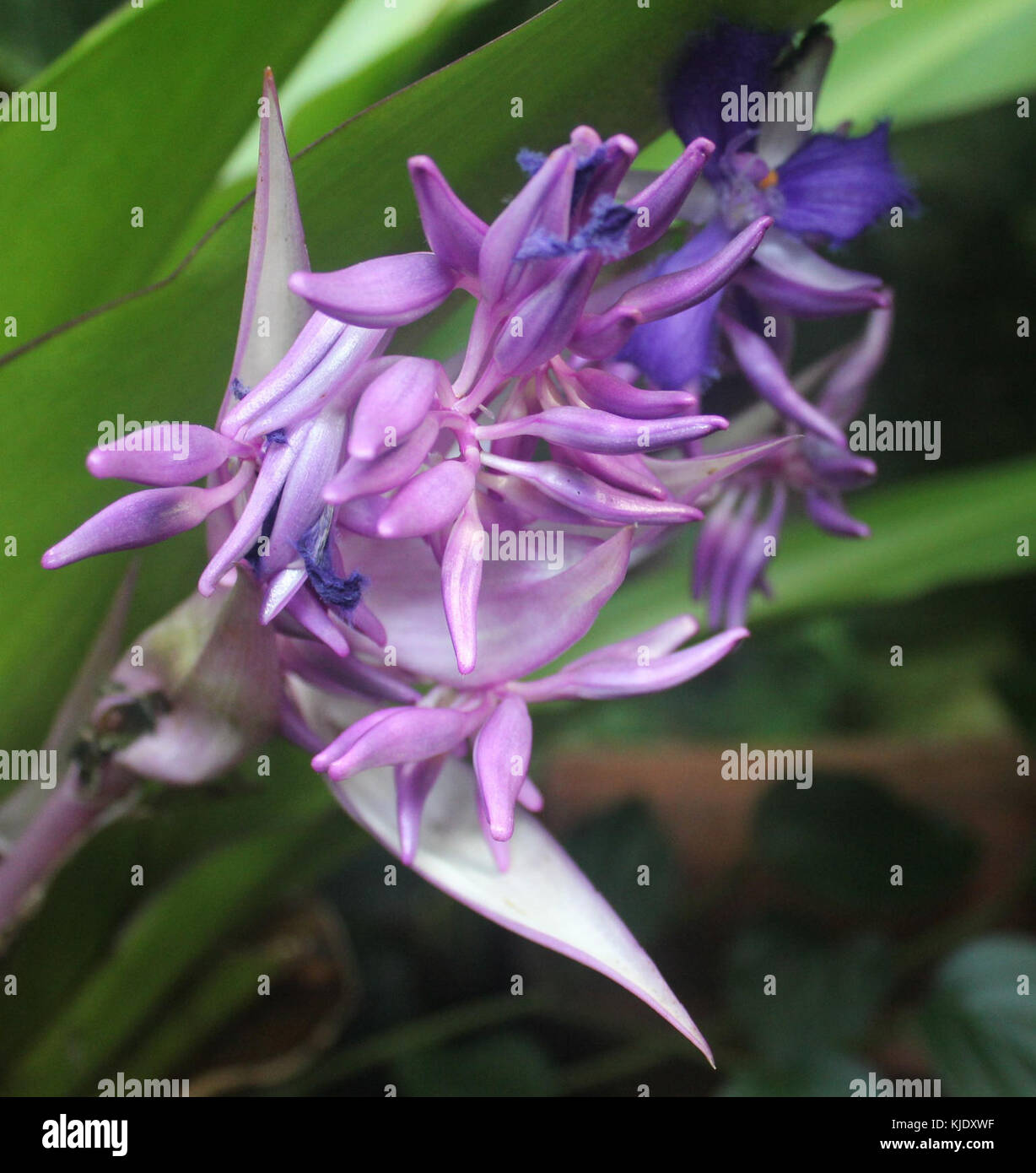 Green fluorescent protein gfp hi-res stock photography and images - Alamy