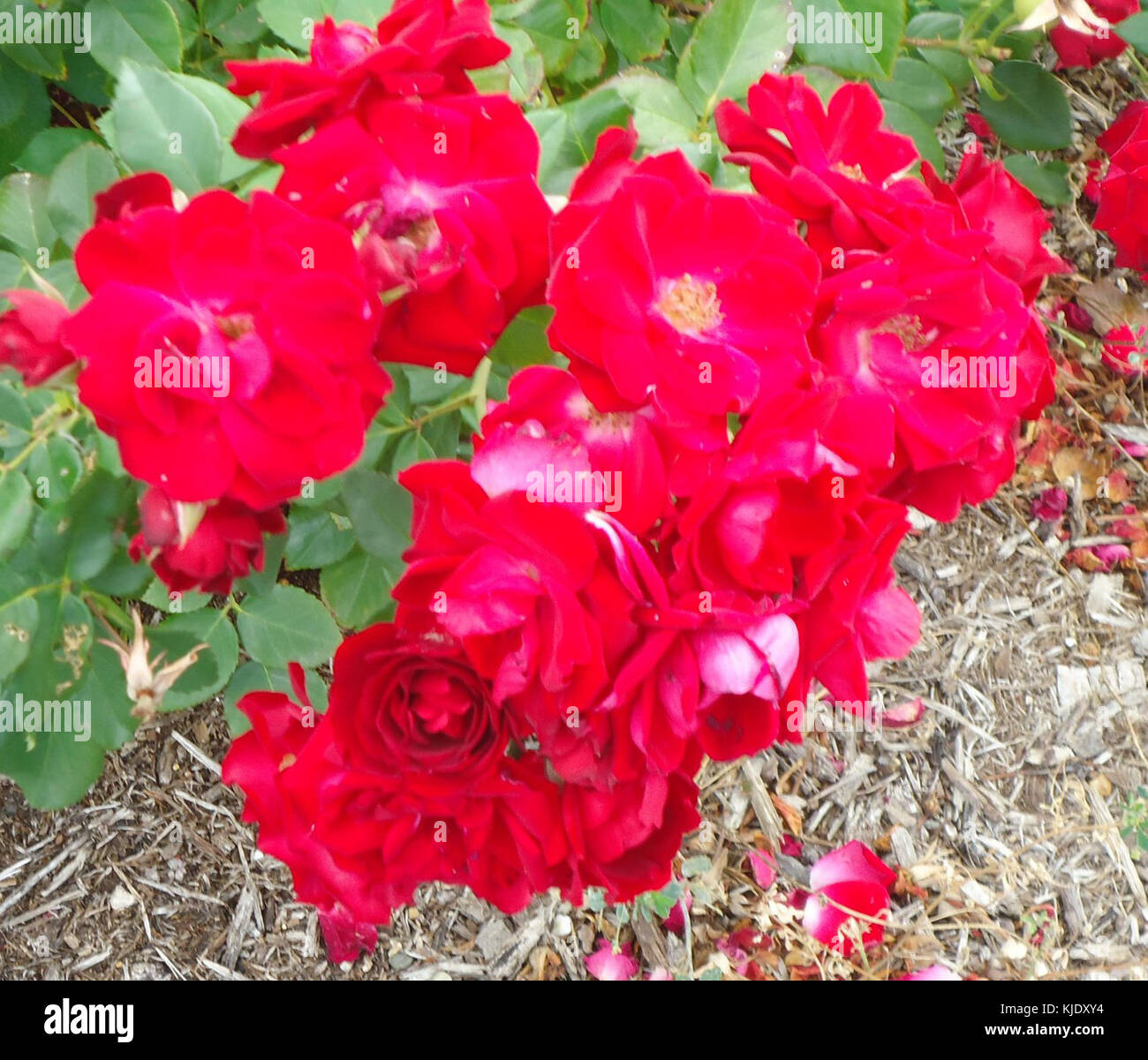 Gfp red roses Stock Photo - Alamy