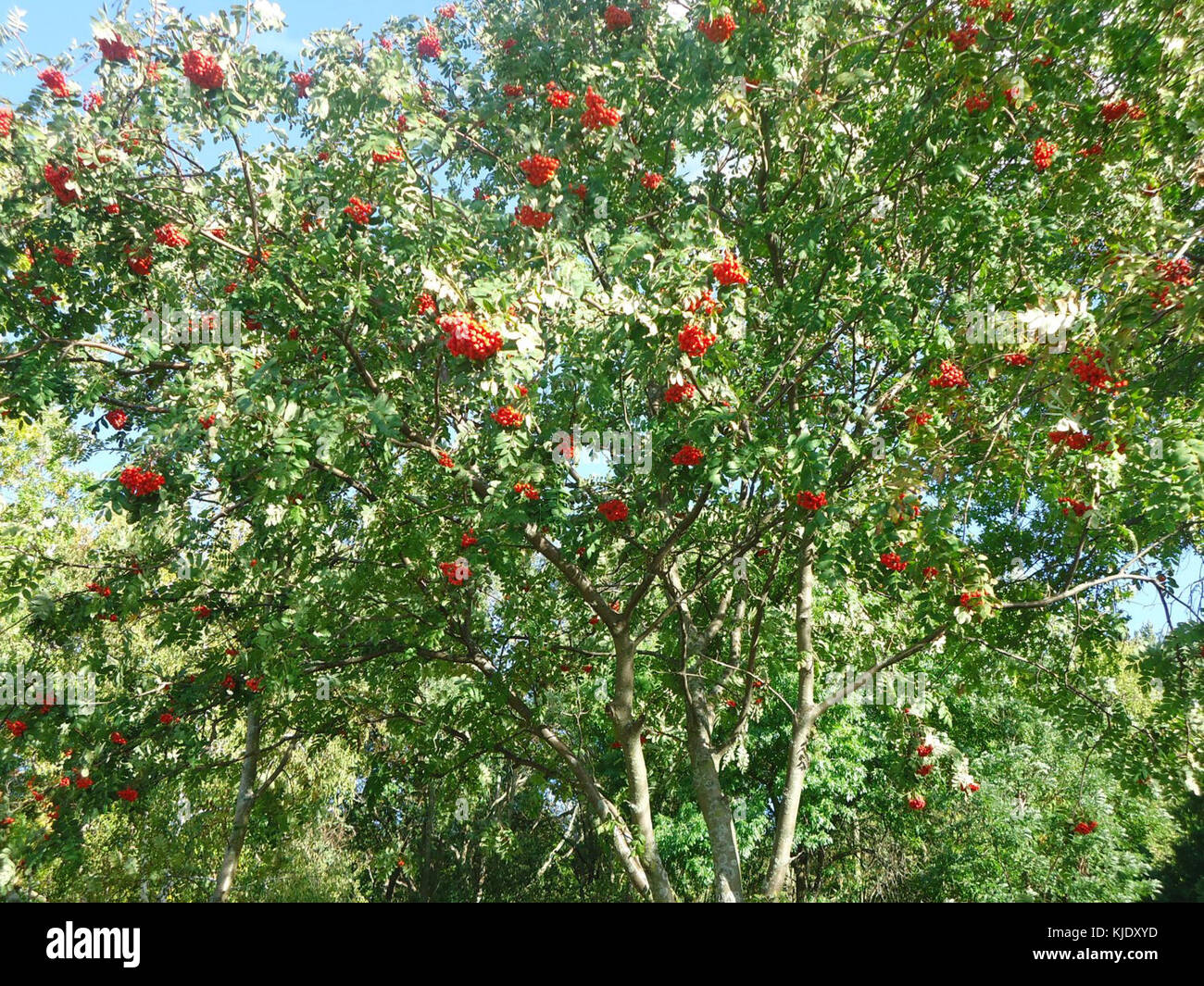 Berry patterns hi-res stock photography and images - Alamy