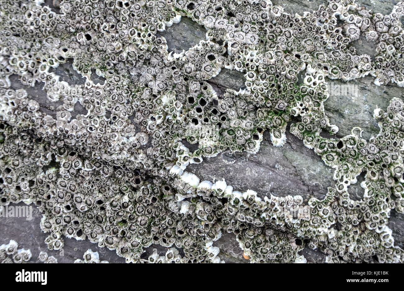 Fossil layers ground surface hi-res stock photography and images - Alamy