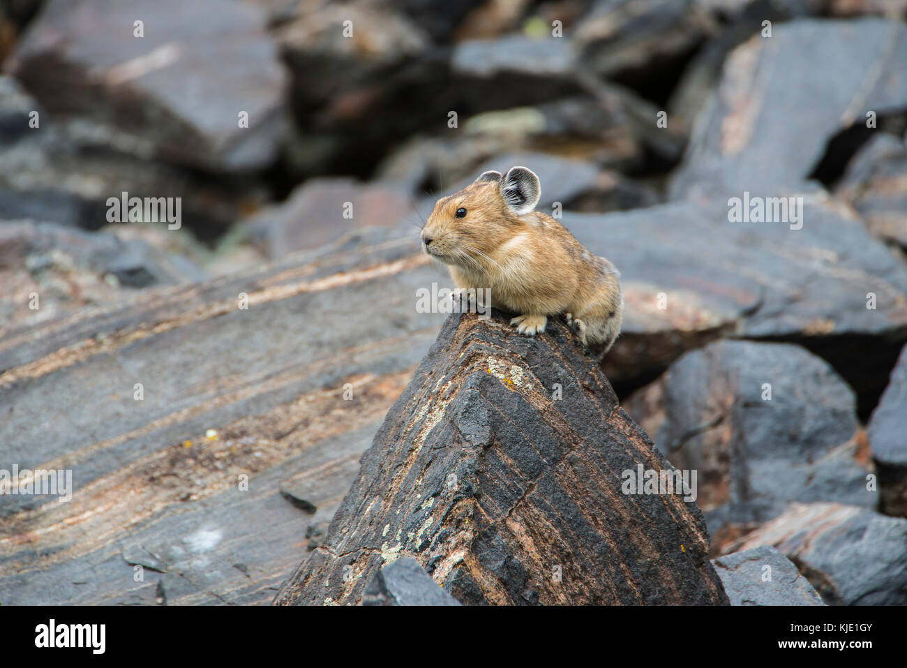 American pika rocky mountains colorado hi-res stock photography and ...