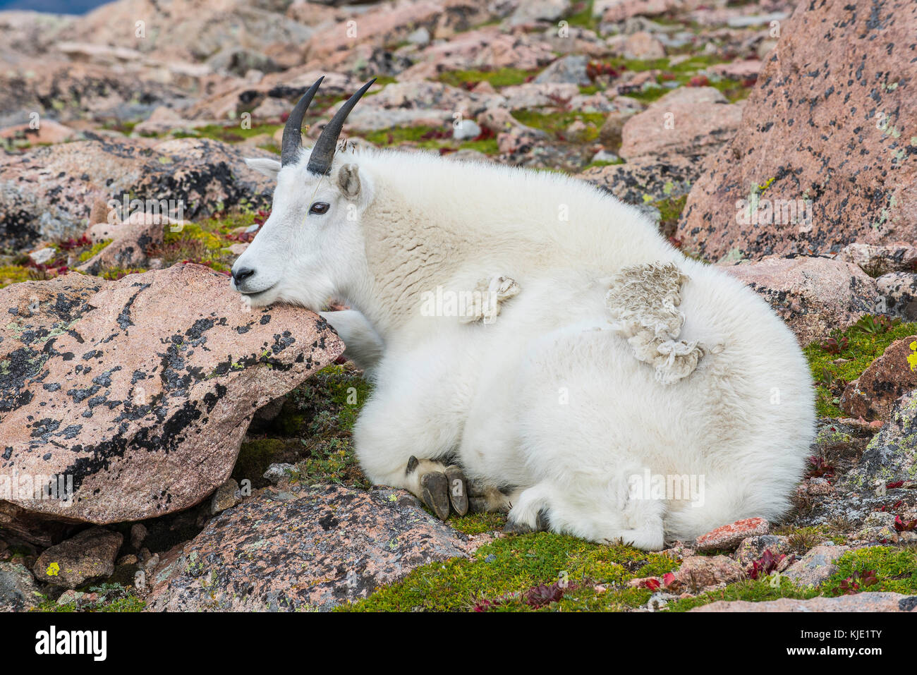 Mountain Goat adult resting (Oreamnos americanus), Mount Evans ...