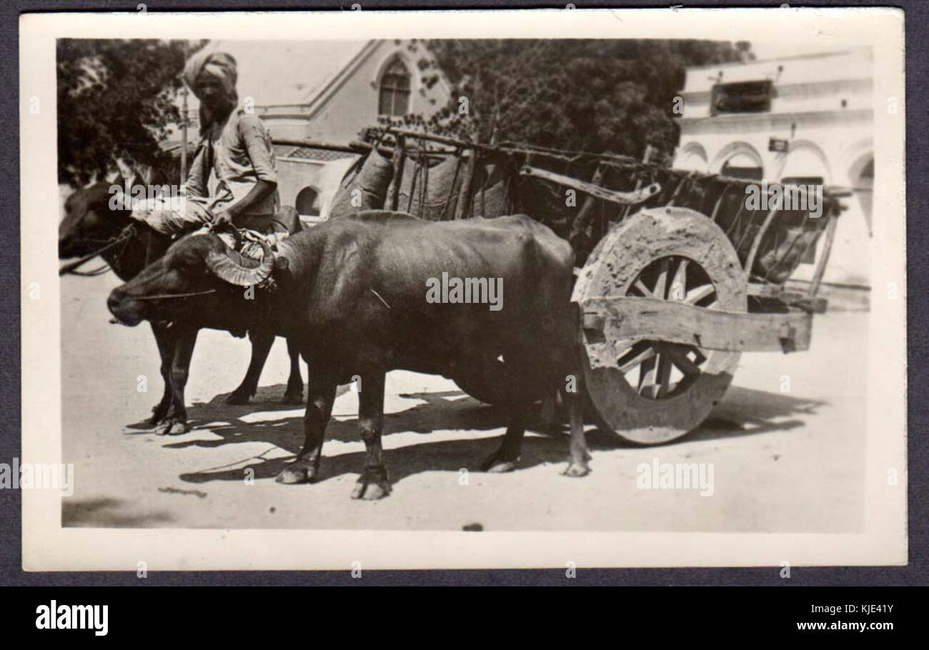 Indian buffalo cart Stock Photo - Alamy