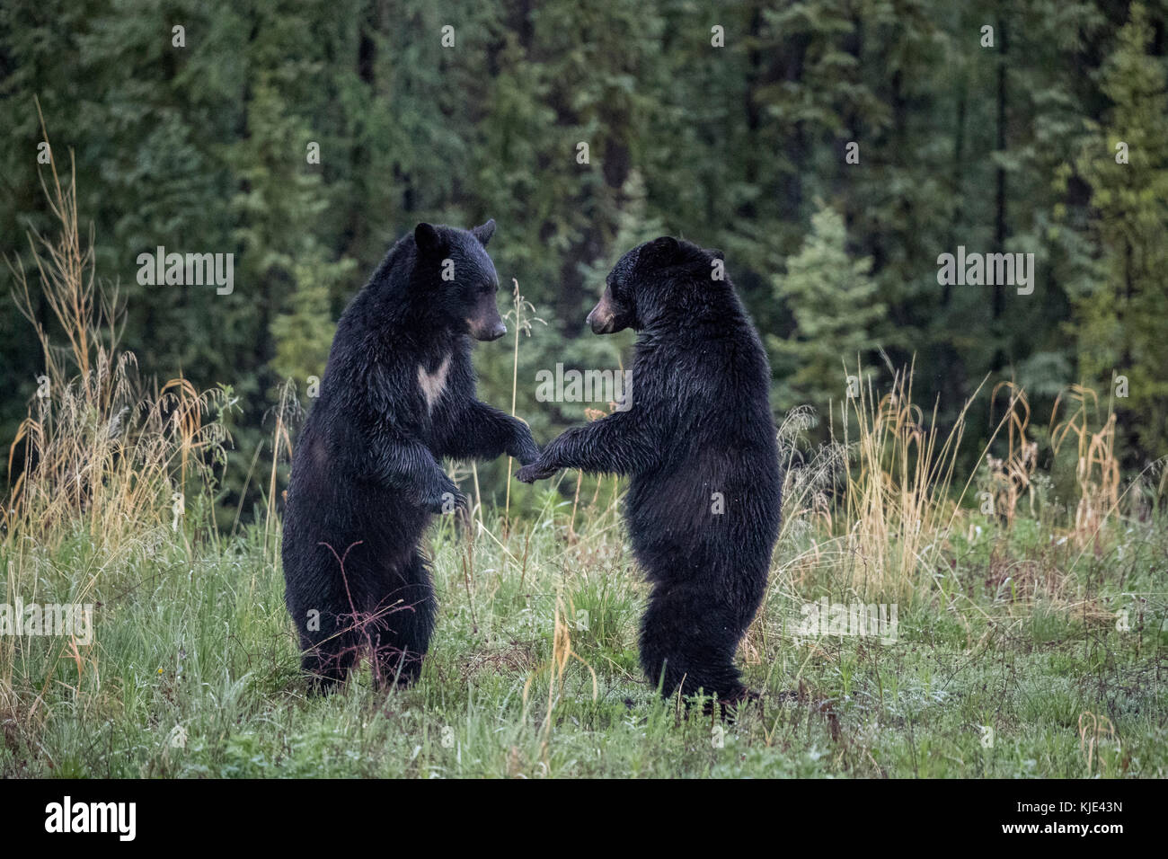 Black bear in side profile hi-res stock photography and images - Alamy