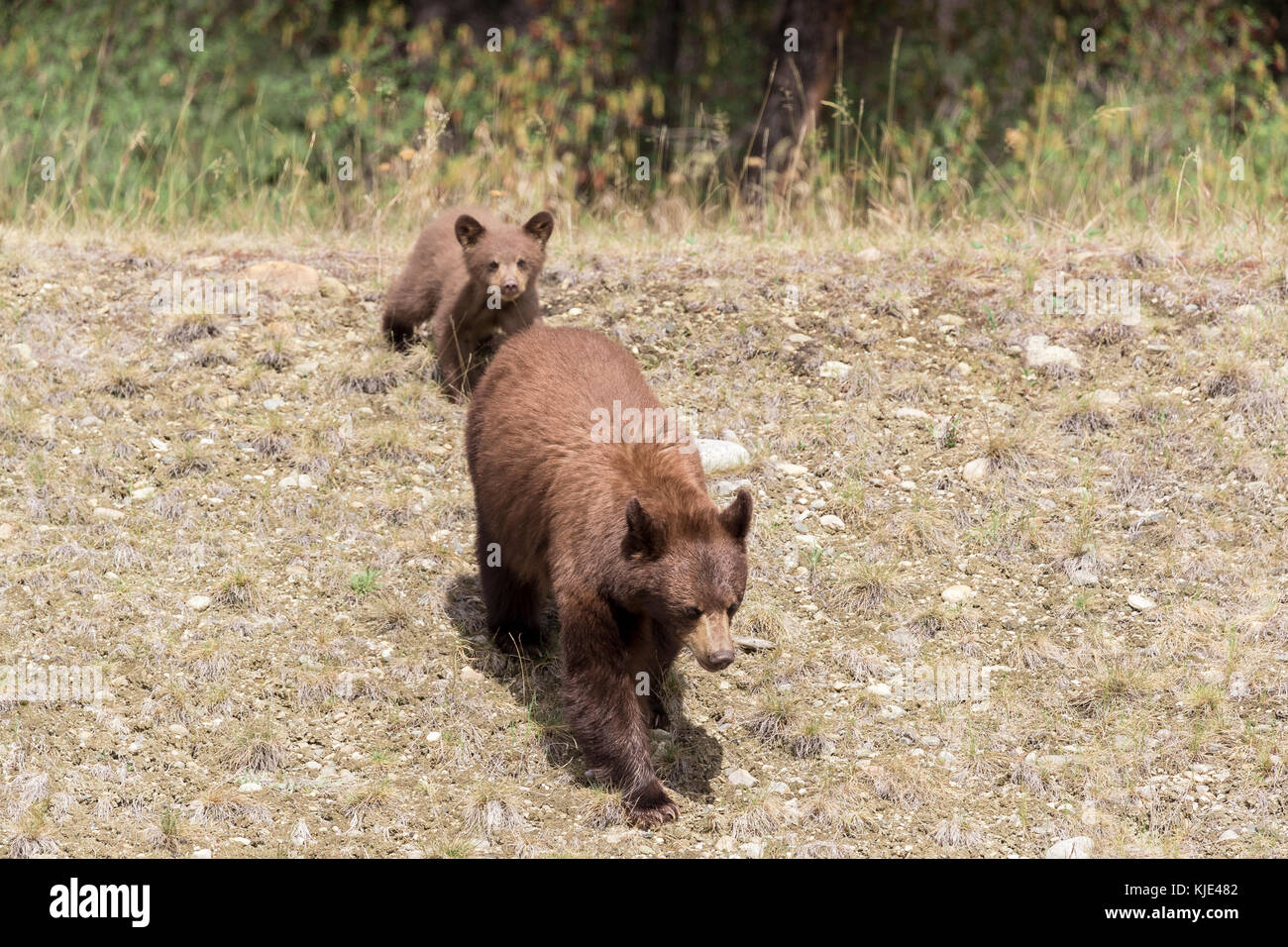 Bears walking in field Stock Photo - Alamy