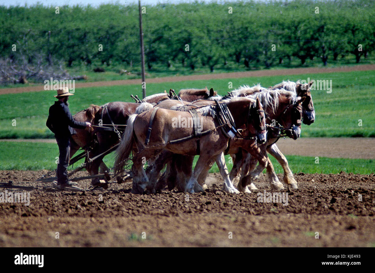 This photograph captures an Amish farmer with his team of draft horses ...